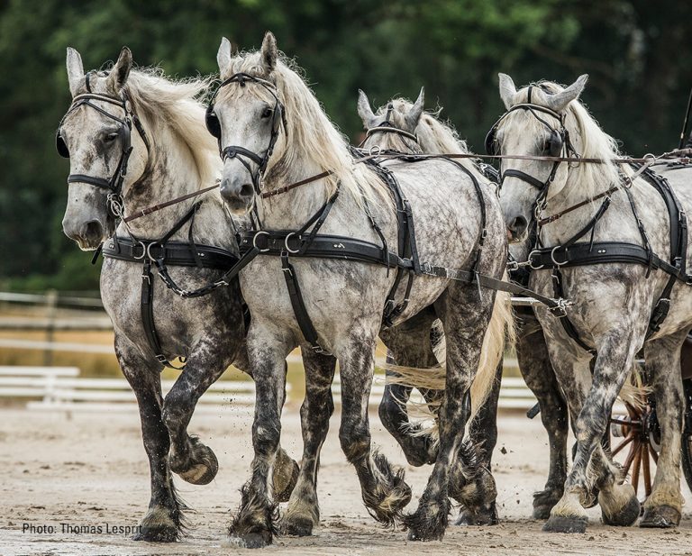 ZGB Team Harness | Your Saddlery