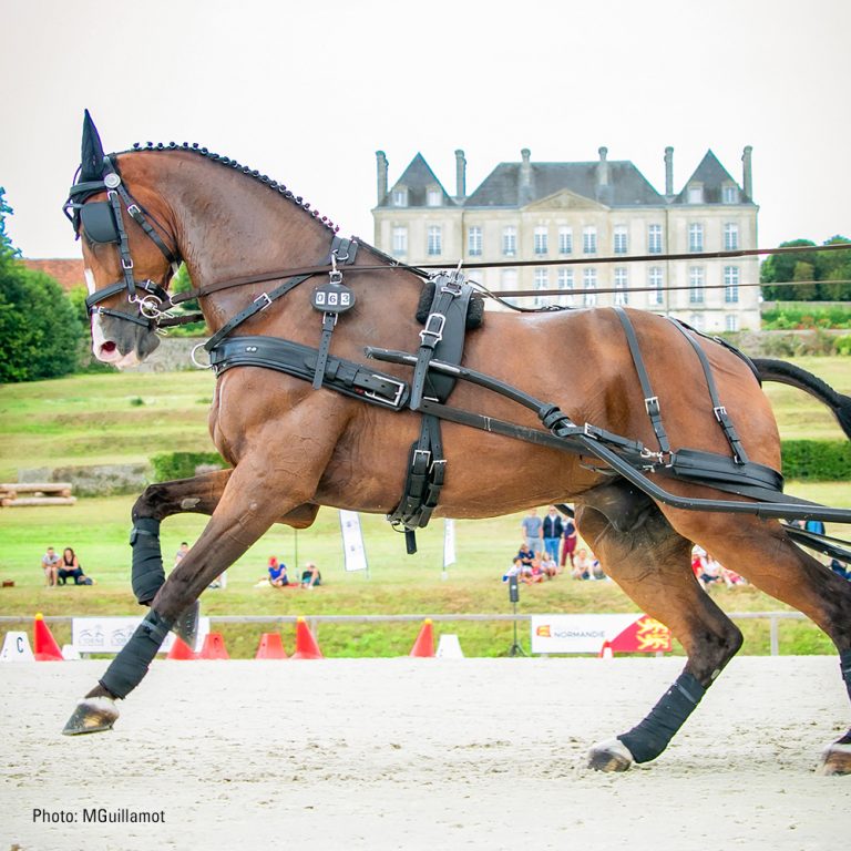 Elite Single Harness | Your Saddlery