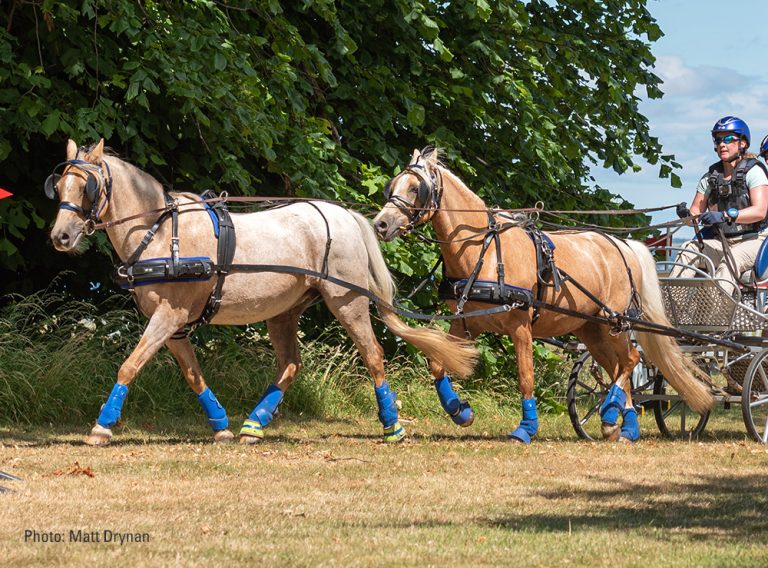 Classic Tandem Leader Harness | Your Saddlery