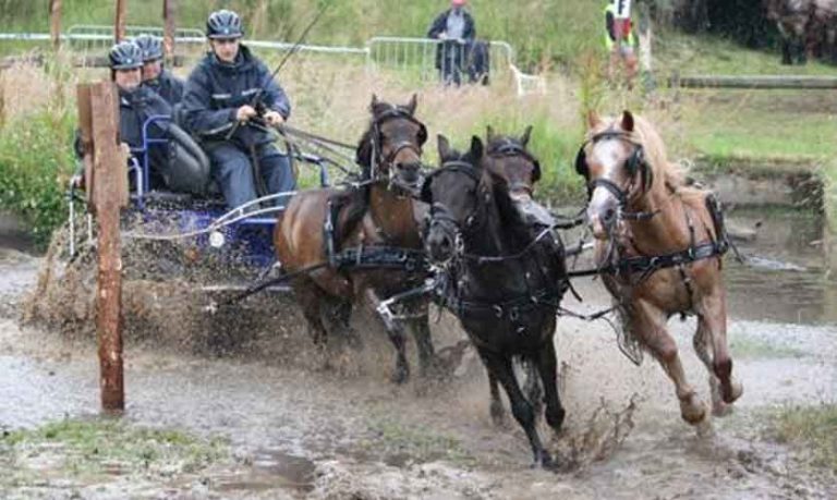 SL Team Harness | Your Saddlery