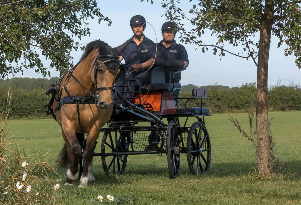 SL Plus Single Harness | Your Saddlery