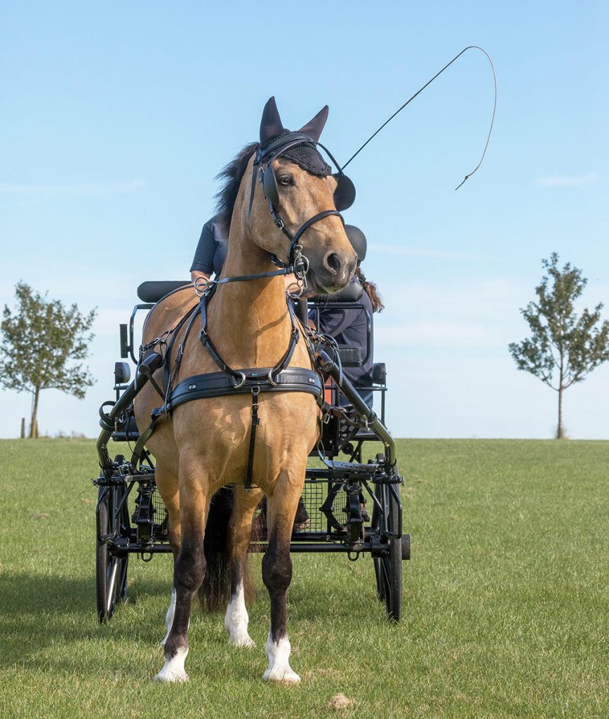 SL Plus Single Harness | Your Saddlery