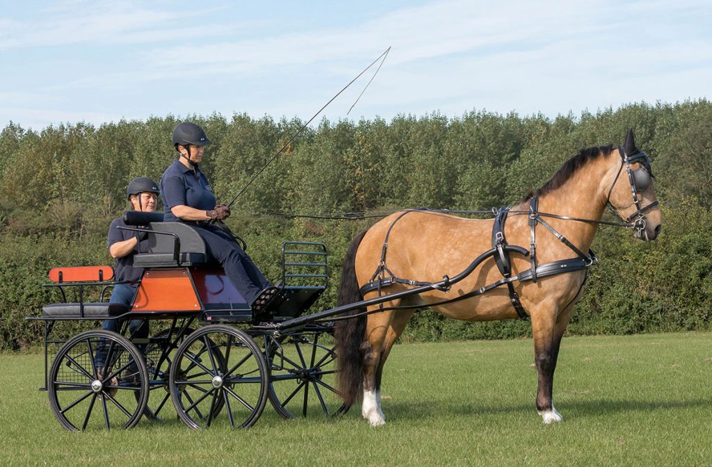 SL Plus Single Harness | Your Saddlery