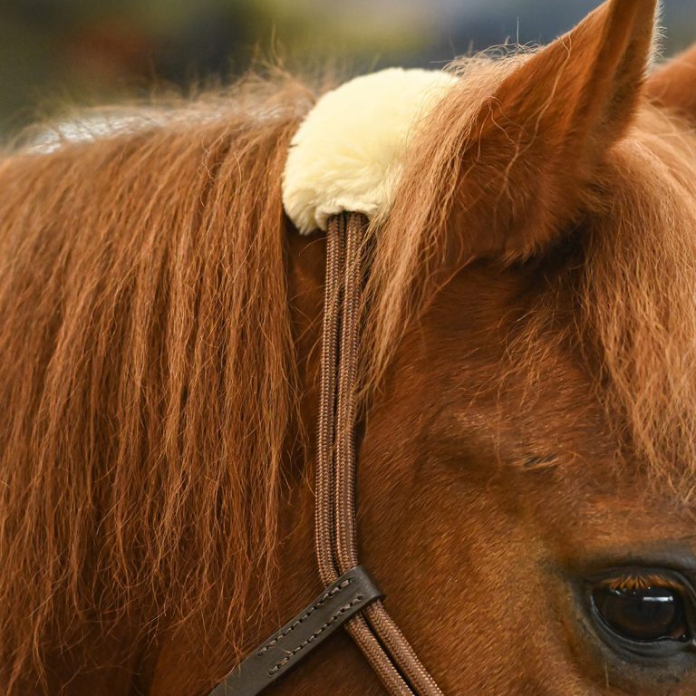 Lami-Cell Lunging Halter | Your Saddlery