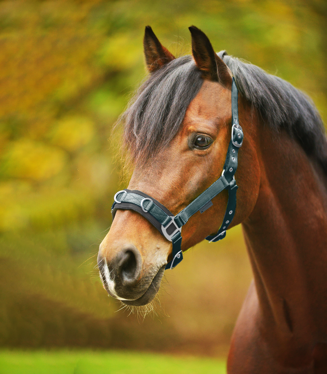 Waldhausen Economic Lunging Halter | Your Saddlery